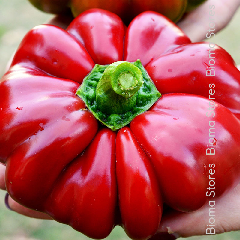 Τοματοπιπεριά Gogosar (8 ΦΥΤΑ) | Bioma Stores