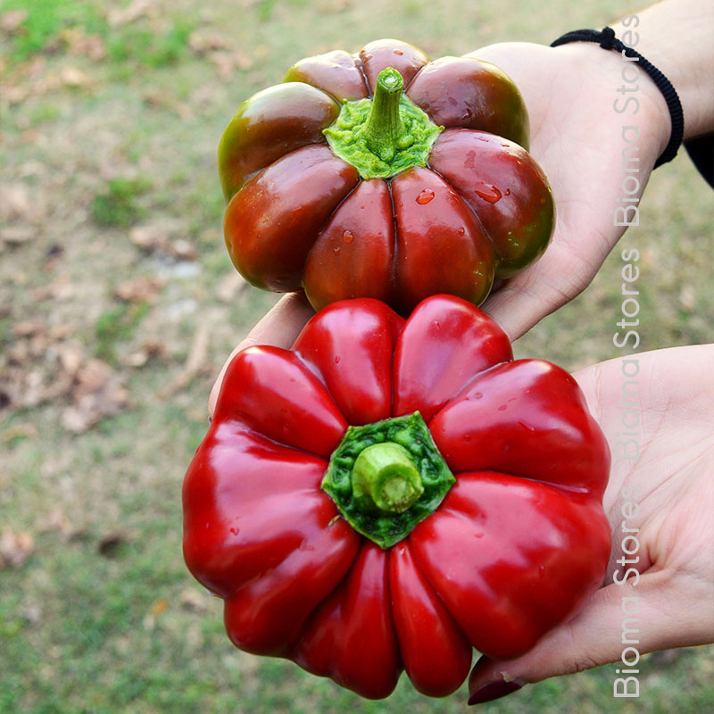 Τοματοπιπεριά Gogosar (8 ΦΥΤΑ) | Bioma Stores