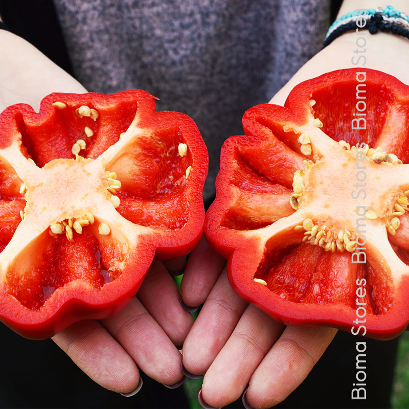 Τοματοπιπεριά Gogosar (8 ΦΥΤΑ) | Bioma Stores