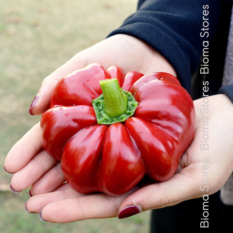 Τοματοπιπεριά Gogosar (8 ΦΥΤΑ) | Bioma Stores